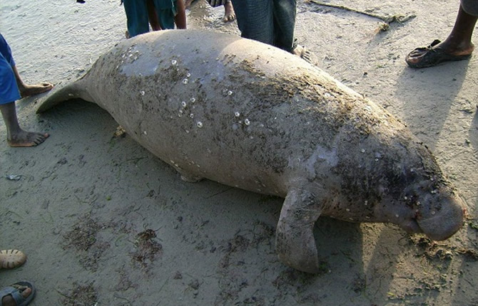 Disparition alarmante du lamantin dâ€™Afrique de lâ€™ouest - Cameroun24 ...