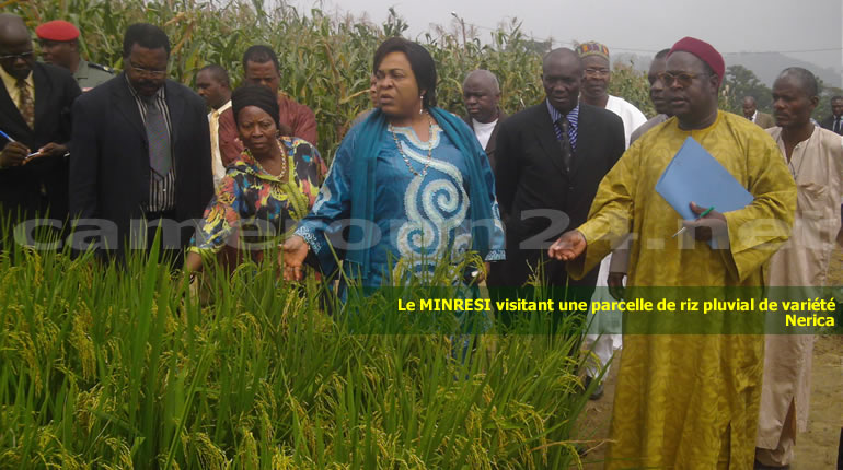 cameroun :: Cameroun - Politique Minresi : un procès en sorcellerie ...